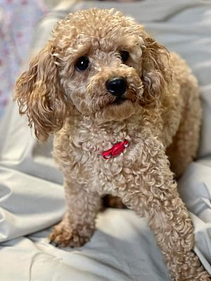 Freeport, NY - Poodle (Standard). Meet Palmer / Vance a Pet for ...