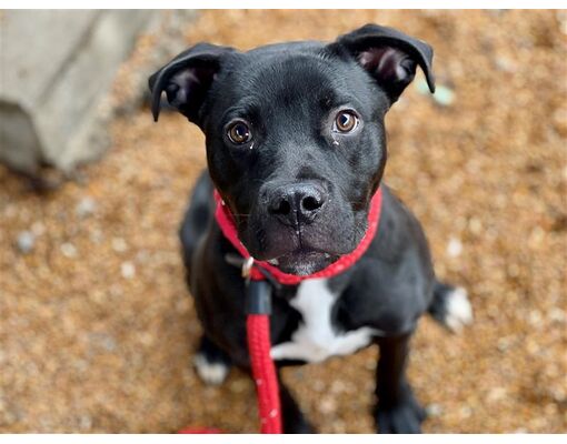 St. Louis, MO - American Pit Bull Terrier. Meet BARRON a Pet for ...