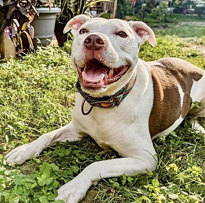 Detroit, MI - Pit Bull Terrier. Meet Sabertooth a Pet for Adoption ...