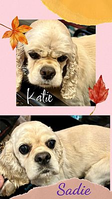 Flushing, NY - Cocker Spaniel. Meet Katie and Sadie a Pet for Adoption ...