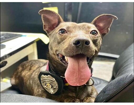 Chester, SC - Plott Hound/American Staffordshire Terrier. Meet NAIA a ...