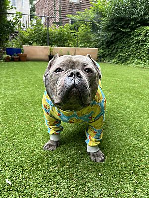 New York, NY - American Bulldog. Meet Poutine a Pet for Adoption ...