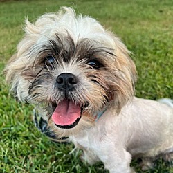Milton, GA - Shih Tzu. Meet SPENZ a Pet for Adoption - AdoptaPet.com