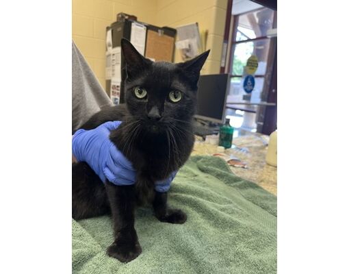 Independence, MO - Domestic Shorthair/Domestic Mediumhair. Meet Sweet ...