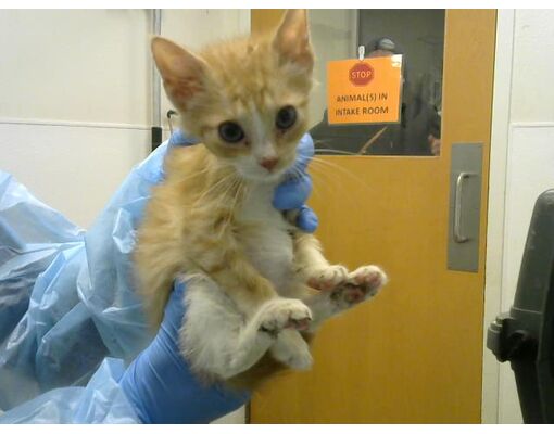 Albuquerque, NM - Domestic Shorthair. Meet SKID a Pet for Adoption ...