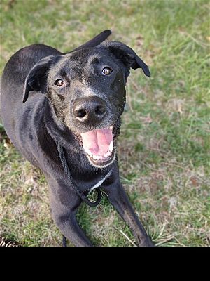 Boston, MA - Labrador Retriever. Meet Loretta Plum a Pet for Adoption ...