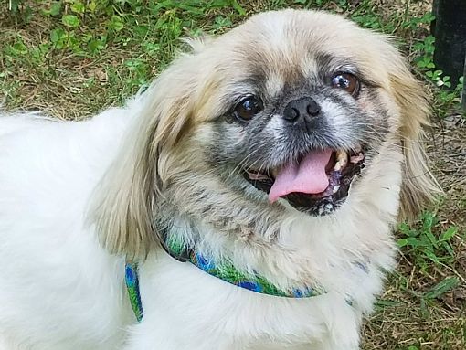 Richmond, VA - Pekingese. Meet Yoshi a Pet for Adoption - AdoptaPet.com