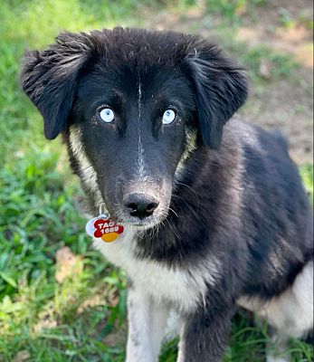 Tulsa, OK - Great Pyrenees/Husky. Meet Shania a Pet for Adoption ...