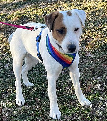 Tulsa, OK - Jack Russell Terrier. Meet Sage in OKC a Pet for Adoption ...