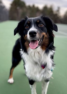 Plymouth, MN - Australian Shepherd. Meet Jessica a Pet for Adoption ...