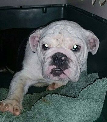 Columbus, OH - English Bulldog. Meet Elliot a Pet for Adoption ...