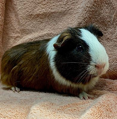 San Diego, CA - Guinea Pig. Meet Marty a Pet for Adoption - AdoptaPet.com