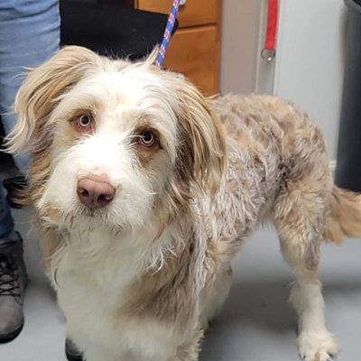 St.Jacob, IL - Australian Cattle Dog/Poodle (Standard). Meet Harvey a ...