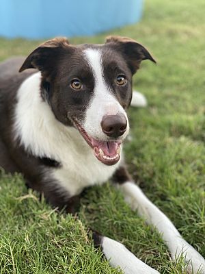 Leander, TX - Border Collie. Meet Mabel a Pet for Adoption - AdoptaPet.com