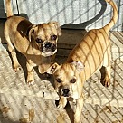 Pug Puppies - Pug Rescue and Adoption Near You