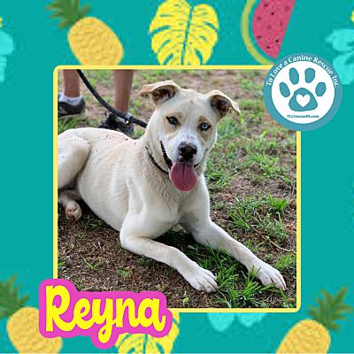 Kimberton, PA - Siberian Husky. Meet Reyna a Pet for Adoption ...