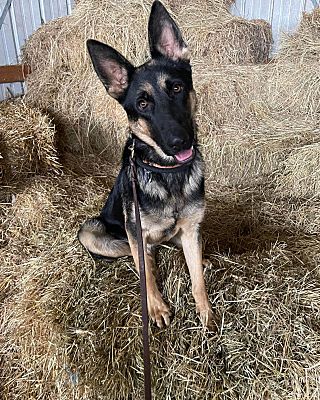 Hagerstown, MD - German Shepherd Dog. Meet Daniel (FOSTERED IN MD) a ...