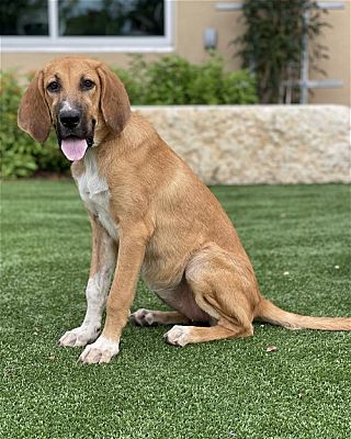 San Antonio, TX - Bloodhound. Meet Cha Cha a Pet for Adoption ...