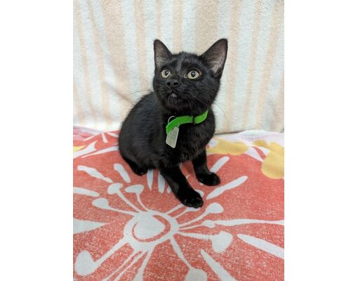 Hamilton, OH - Domestic Shorthair/Mixed Breed (Medium). Meet Damian ...