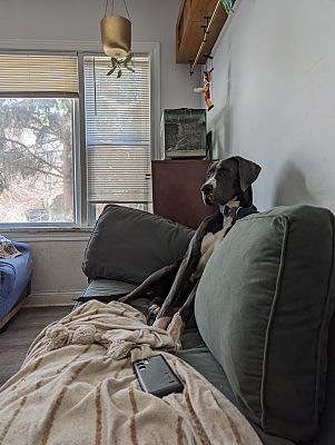 Chicago, IL - Great Dane. Meet Socrates a Pet for Adoption - AdoptaPet.com