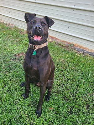 Walker, LA - American Staffordshire Terrier/Labrador Retriever. Meet ...
