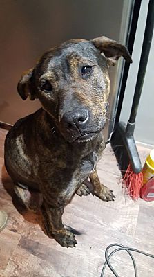 Lewisville, IN - Labrador Retriever. Meet Dozer a Pet for Adoption ...