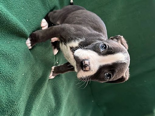 Taylors, SC - American Pit Bull Terrier. Meet Declan a Pet for Adoption ...