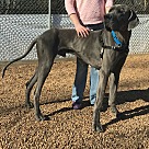 Great Dane Puppies - Great Dane Rescue and Adoption Near You