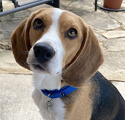 Houston, TX - Beagle. Meet Henry a Pet for Adoption - AdoptaPet.com