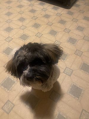 Warren, MI - Shih Tzu. Meet Kento a Pet for Adoption - AdoptaPet.com