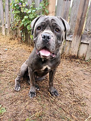 Norwood, GA - Cane Corso. Meet Dawn a Pet for Adoption - AdoptaPet.com
