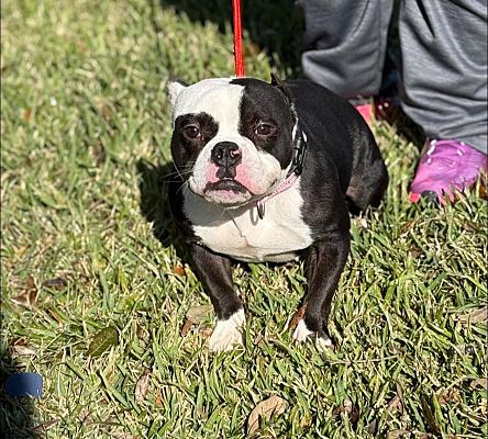 Tampa, FL - Bulldog. Meet Panda a Pet for Adoption - AdoptaPet.com