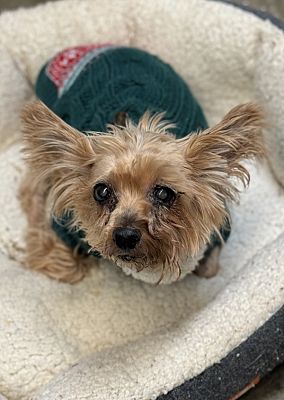 Lancaster, OH - Yorkie, Yorkshire Terrier. Meet Misty a Pet for ...