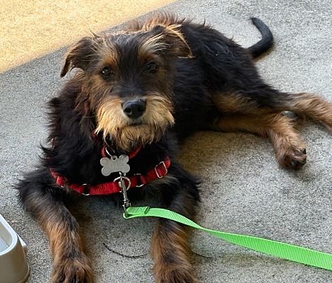 Harrison, NY - Terrier (Unknown Type, Small)/Schnauzer (Miniature ...