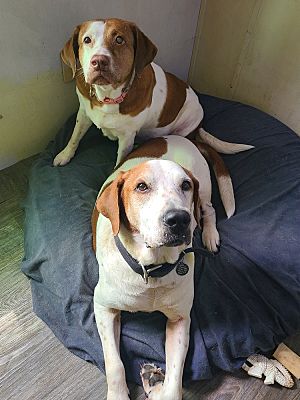 Carrollton, TX - Bloodhound/Coonhound. Meet Sugar a Pet for Adoption ...