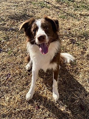 Columbia, MO - Border Collie. Meet Bingo a Pet for Adoption - AdoptaPet.com