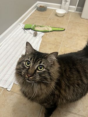 Canton, GA - Maine Coon. Meet Sonya a Pet for Adoption - AdoptaPet.com