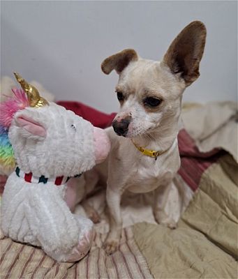 Chico, CA - Chihuahua. Meet SCRAPPY a Pet for Adoption - AdoptaPet.com