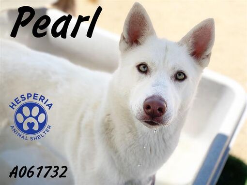 Hesperia, CA - Husky. Meet PEARL a Pet for Adoption - AdoptaPet.com