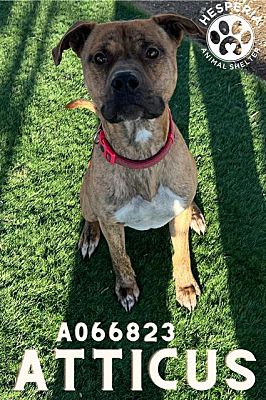 Beverly Hills, CA - American Bulldog. Meet Atticus A066823 @ Hesperia a ...