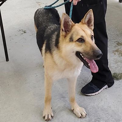 Pittsburgh, PA - German Shepherd Dog. Meet Molly JR* a Pet for Adoption ...