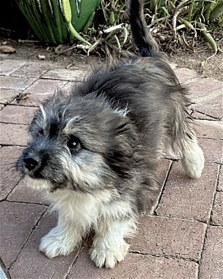 Phoenix, AZ - Havanese/Lhasa Apso. Meet Jasper a Pet for Adoption ...
