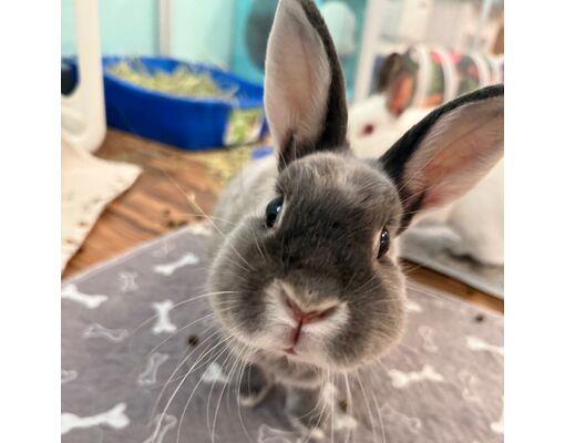Port Richey, FL - Silver Fox/Netherland Dwarf. Meet Lacey a Pet for ...