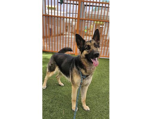 Las Vegas, NV - German Shepherd Dog. Meet *QUEENIE a Pet for Adoption ...