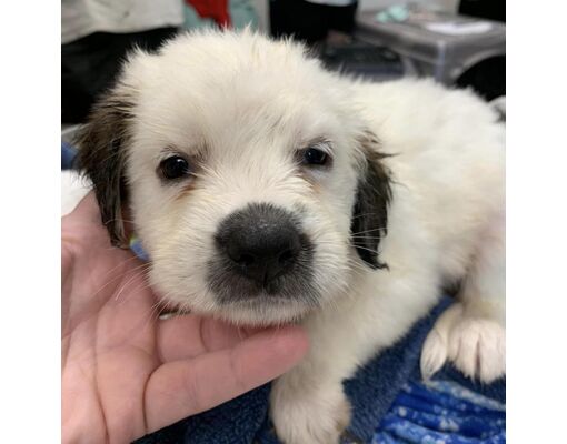 Cleveland, MS - Shepherd (Unknown Type)/Golden Retriever. Meet Cookies ...
