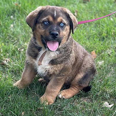 Seneca, SC - Bernese Mountain Dog/Rottweiler. Meet Bravo $395 a Pet for ...