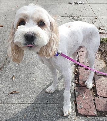 Los Angeles, CA - Cockapoo. Meet Harper a Pet for Adoption - AdoptaPet.com
