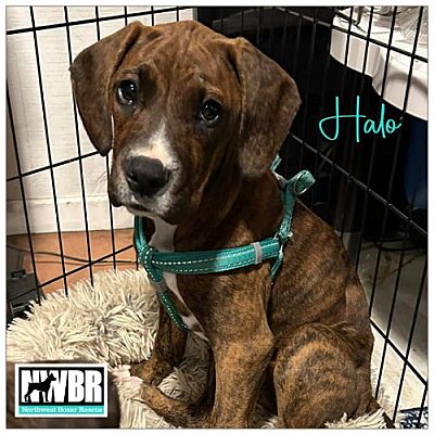 Woodinville, WA - Boxer/Rhodesian Ridgeback. Meet Halo a Pet for ...
