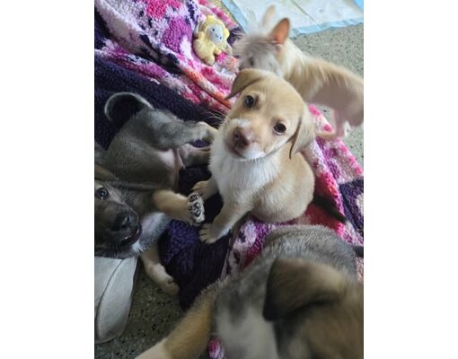 Sacramento, CA - Alaskan Klee Kai/Mixed Breed (Medium). Meet Homie a ...