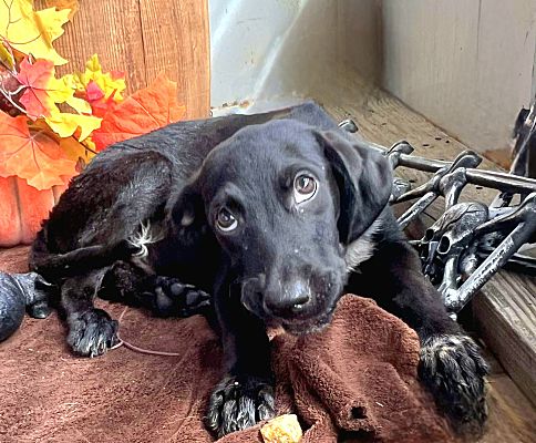Providence, RI - Labrador Retriever/Terrier (Unknown Type, Medium ...